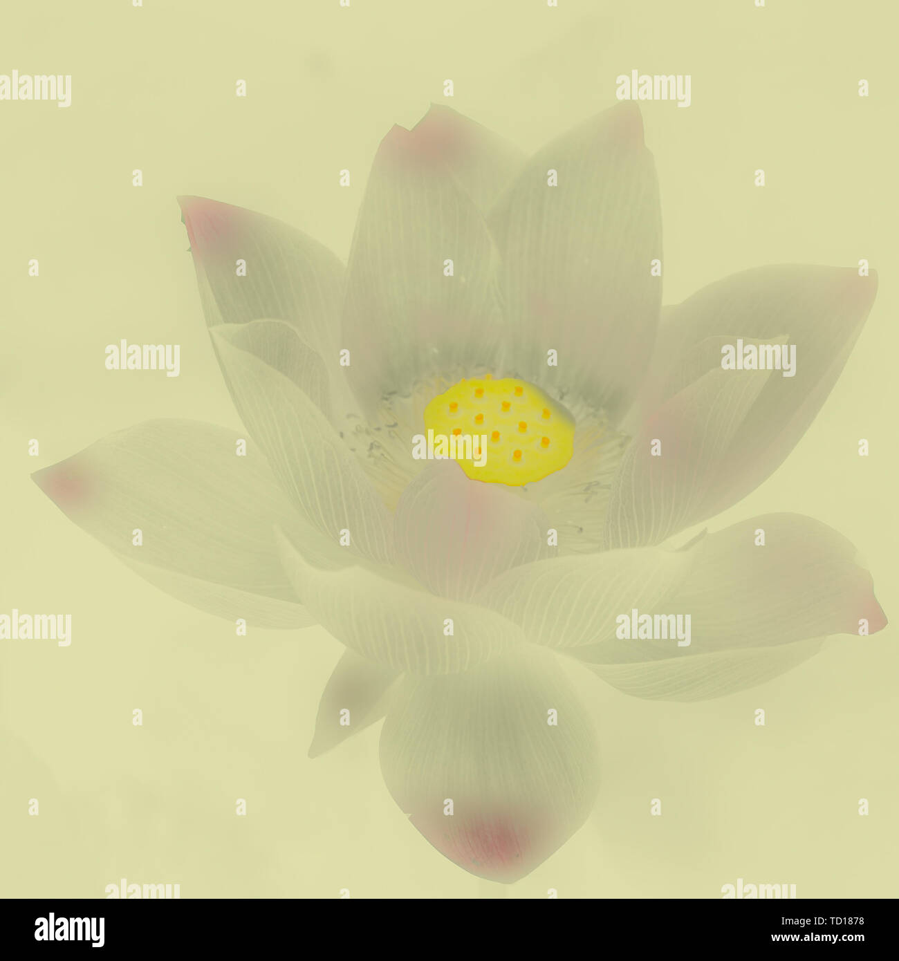 Foreign colors and lotus flowers of plants hi-res stock photography and ...