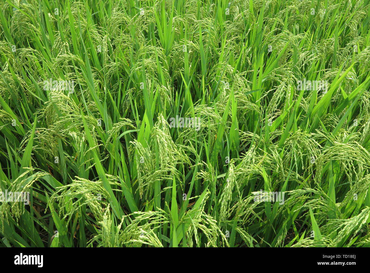 Spikes of rice in the field Stock Photo - Alamy