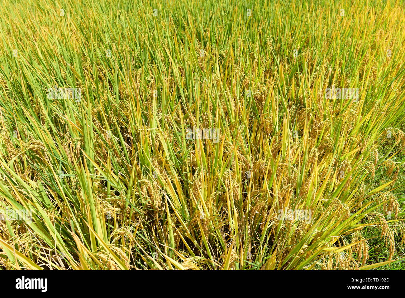 Spike of rice Stock Photo - Alamy