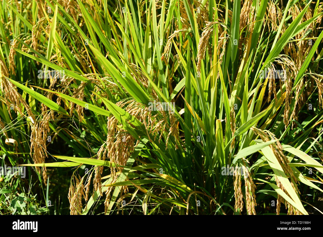 Spike of rice Stock Photo - Alamy