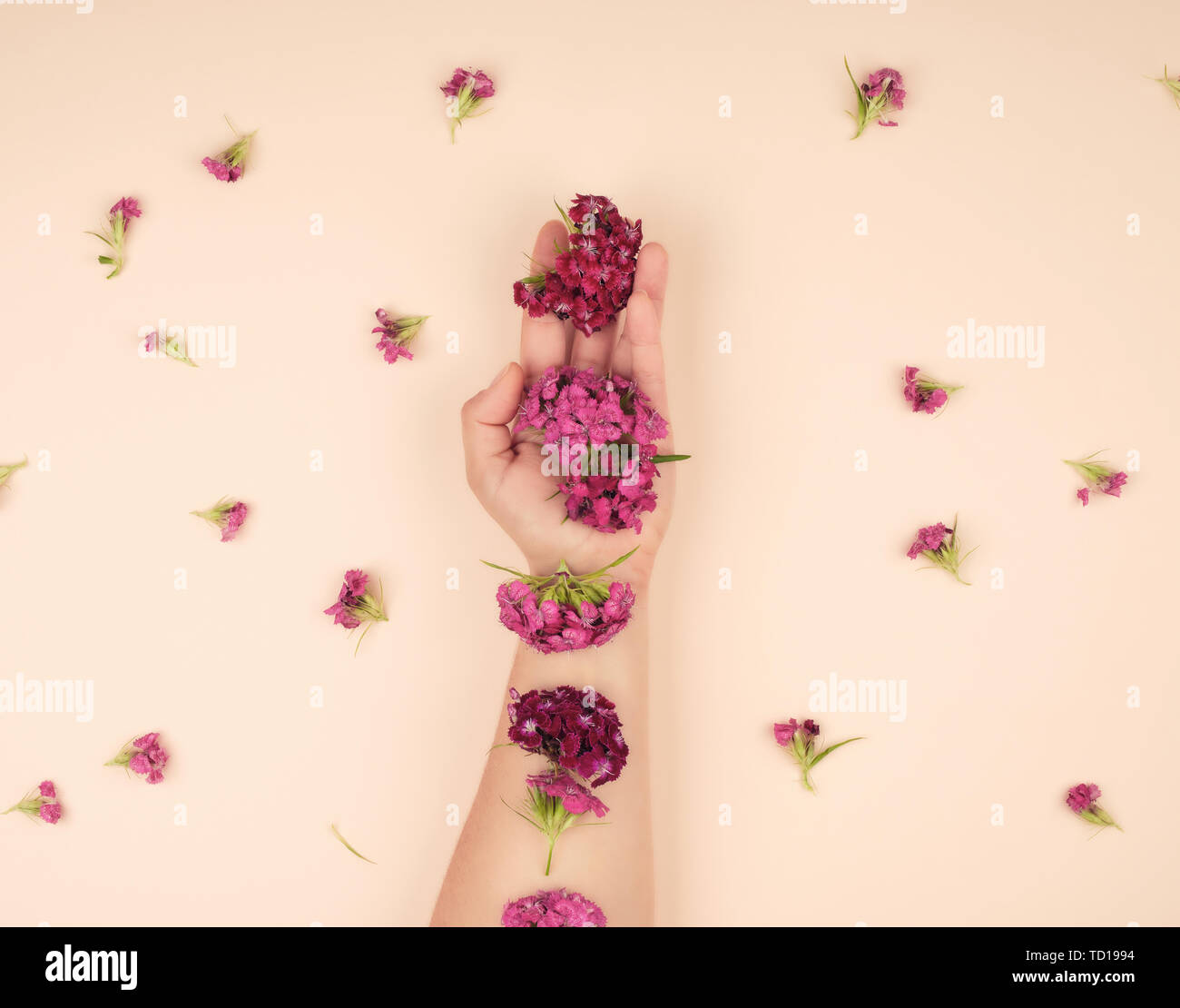 female hand with light smooth skin and buds of a blossoming Turkish ...
