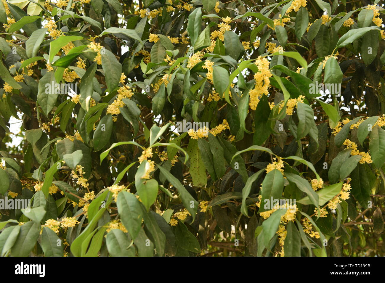 Silver osmanthus hi-res stock photography and images - Alamy