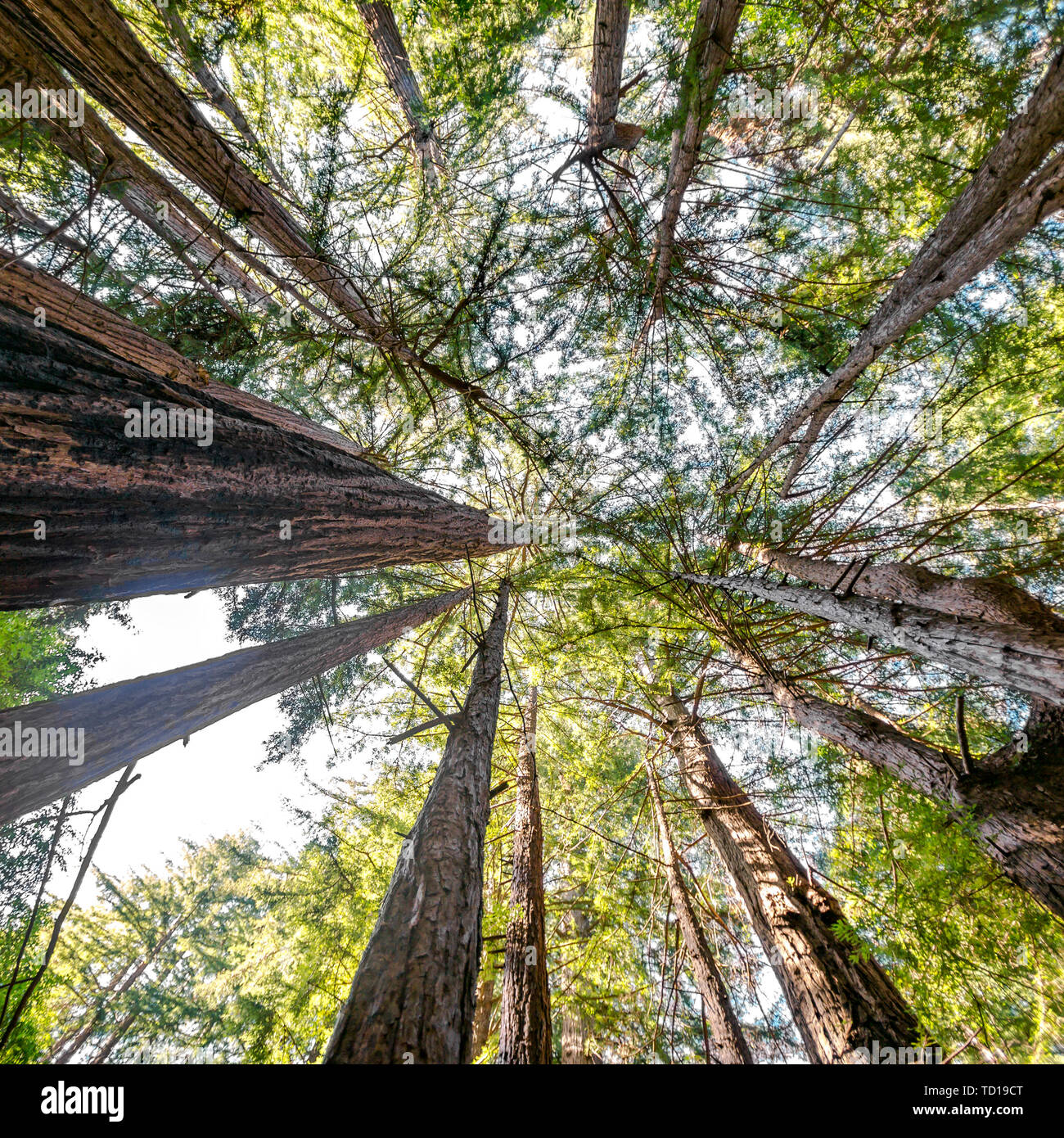 Sunlight and sky seen through treetops in Big Sur Stock Photo - Alamy