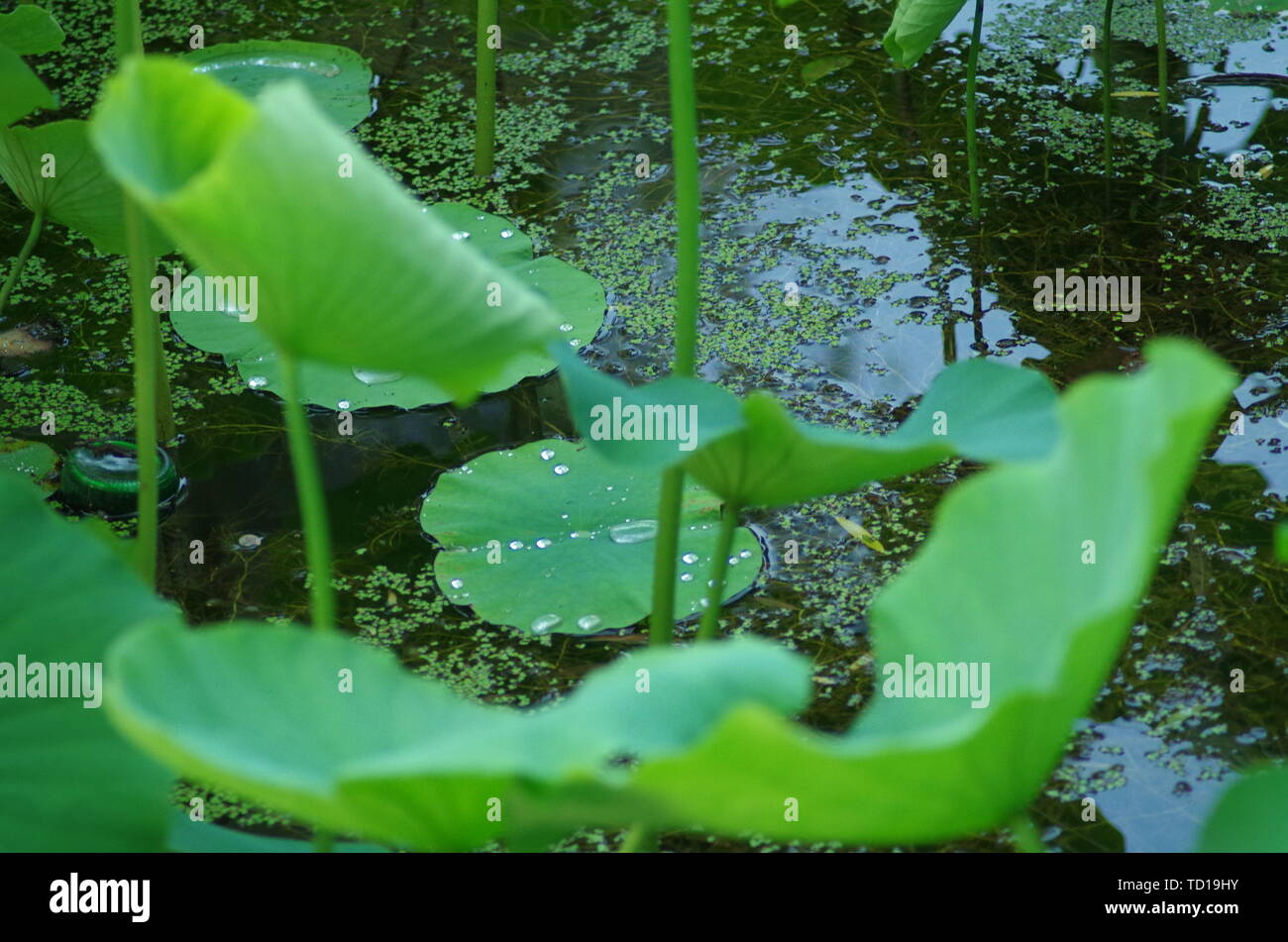 Lotus, Xia Ho, Lotus, Photography Stock Photo - Alamy