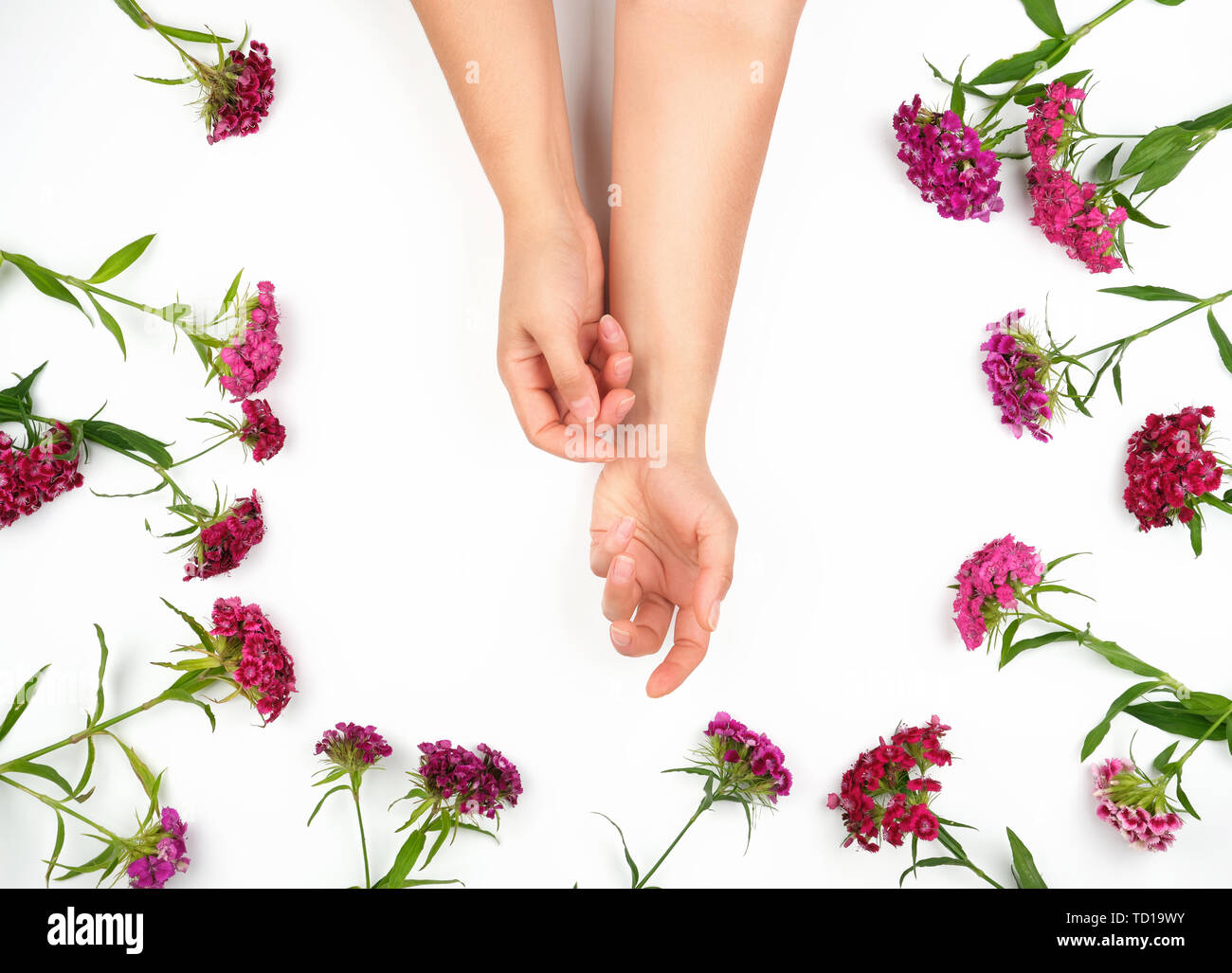 two female hands with light smooth skin and buds of a blossoming ...