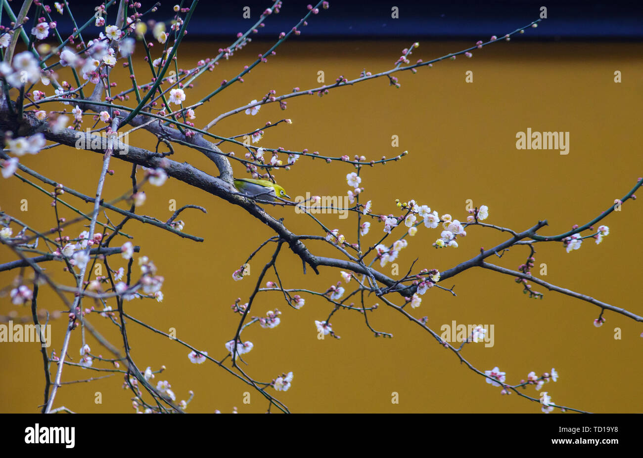 Embroidery eyes on the plum tree Stock Photo - Alamy