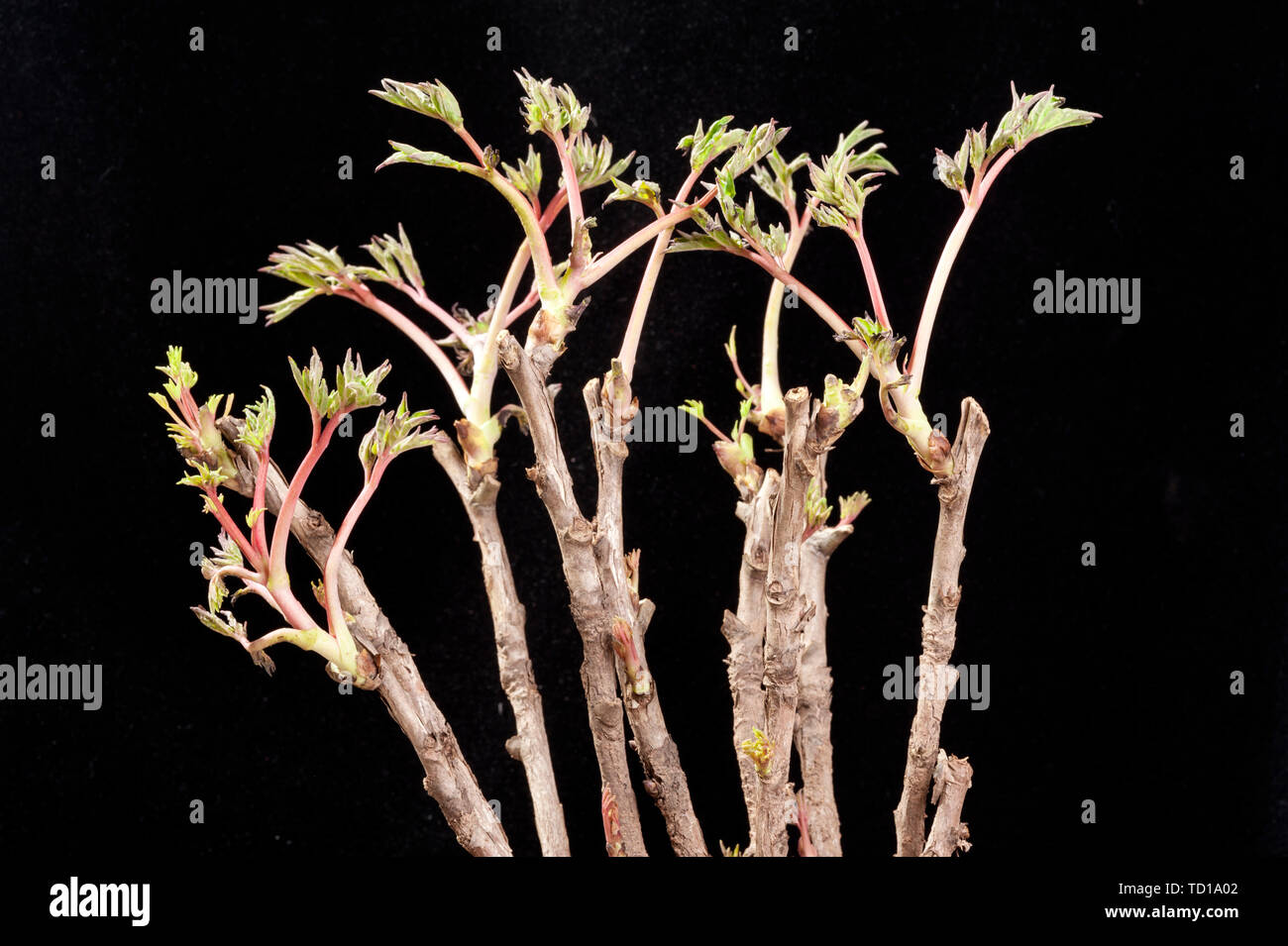 Peony Seedlings High Resolution Stock Photography and Images - Alamy