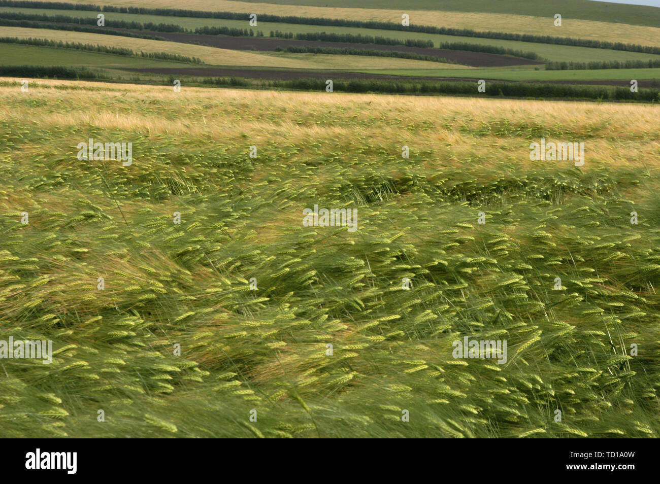 Outside the wheat wave Stock Photo - Alamy