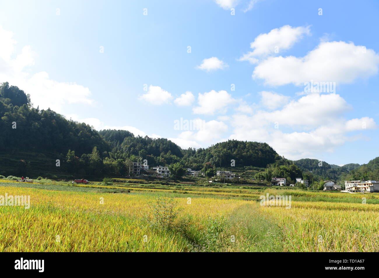 Rice harvests hi-res stock photography and images - Alamy