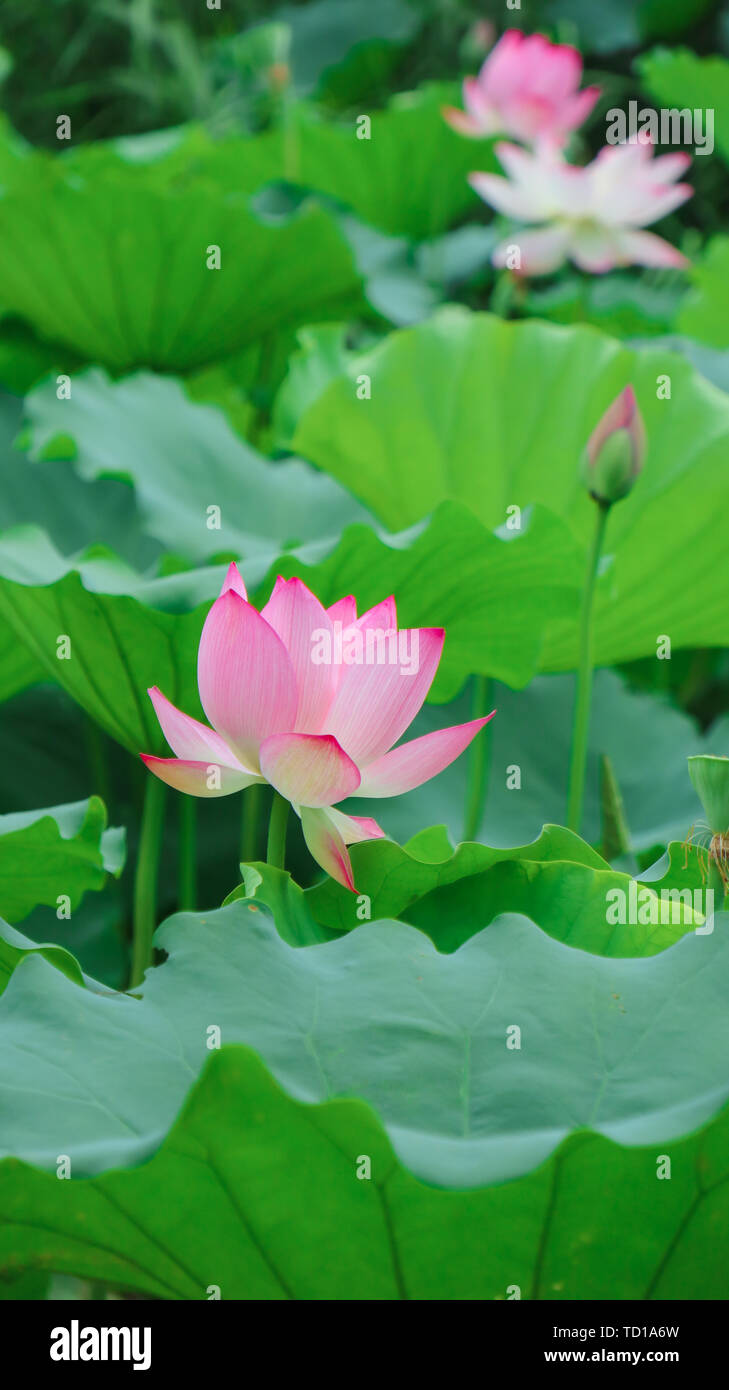 Foreign lotus genus hi-res stock photography and images - Alamy