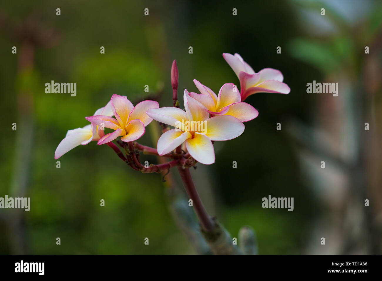 Foreign flowers hi-res stock photography and images - Alamy