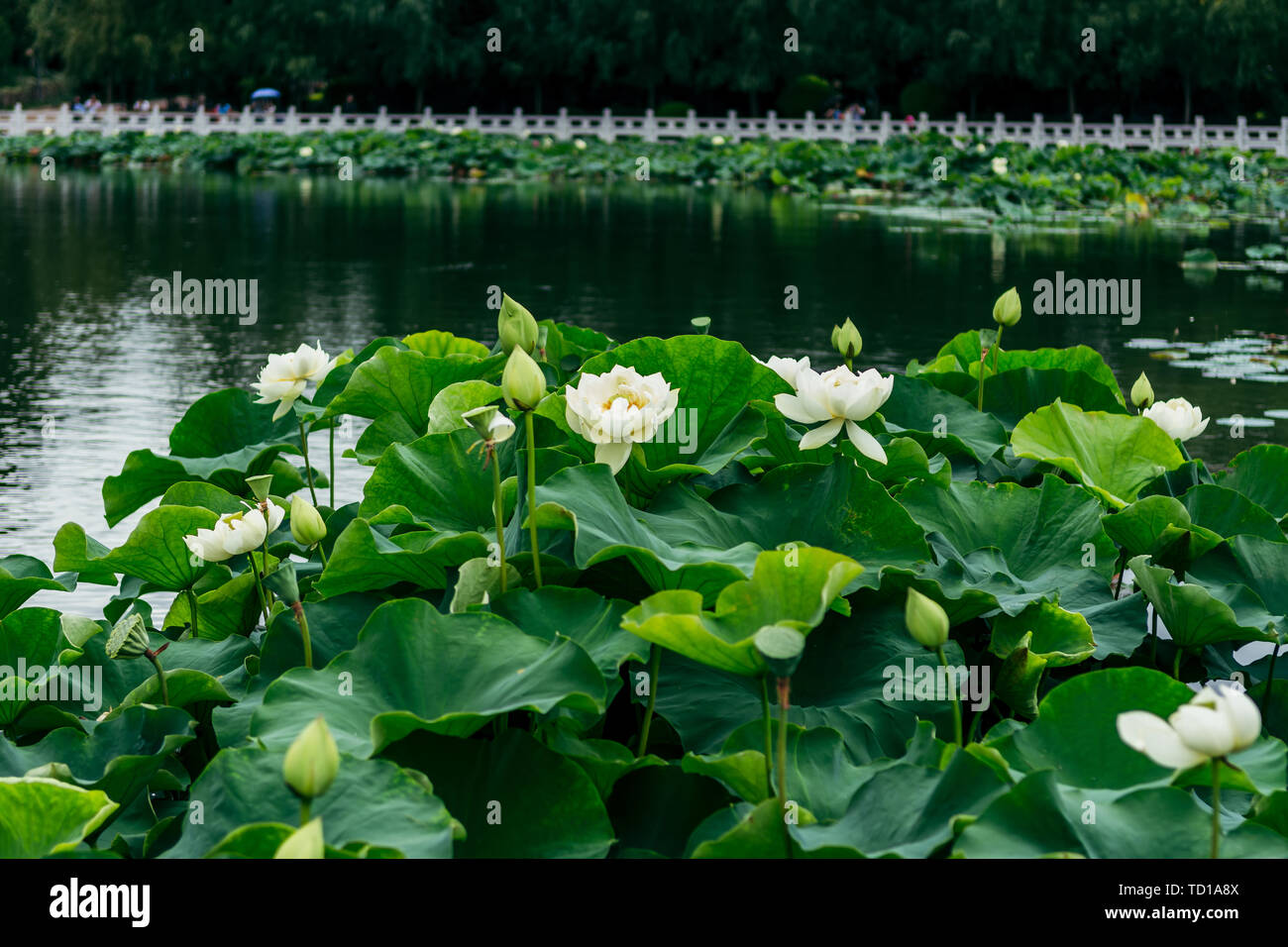 Lotus in the pond Stock Photo - Alamy