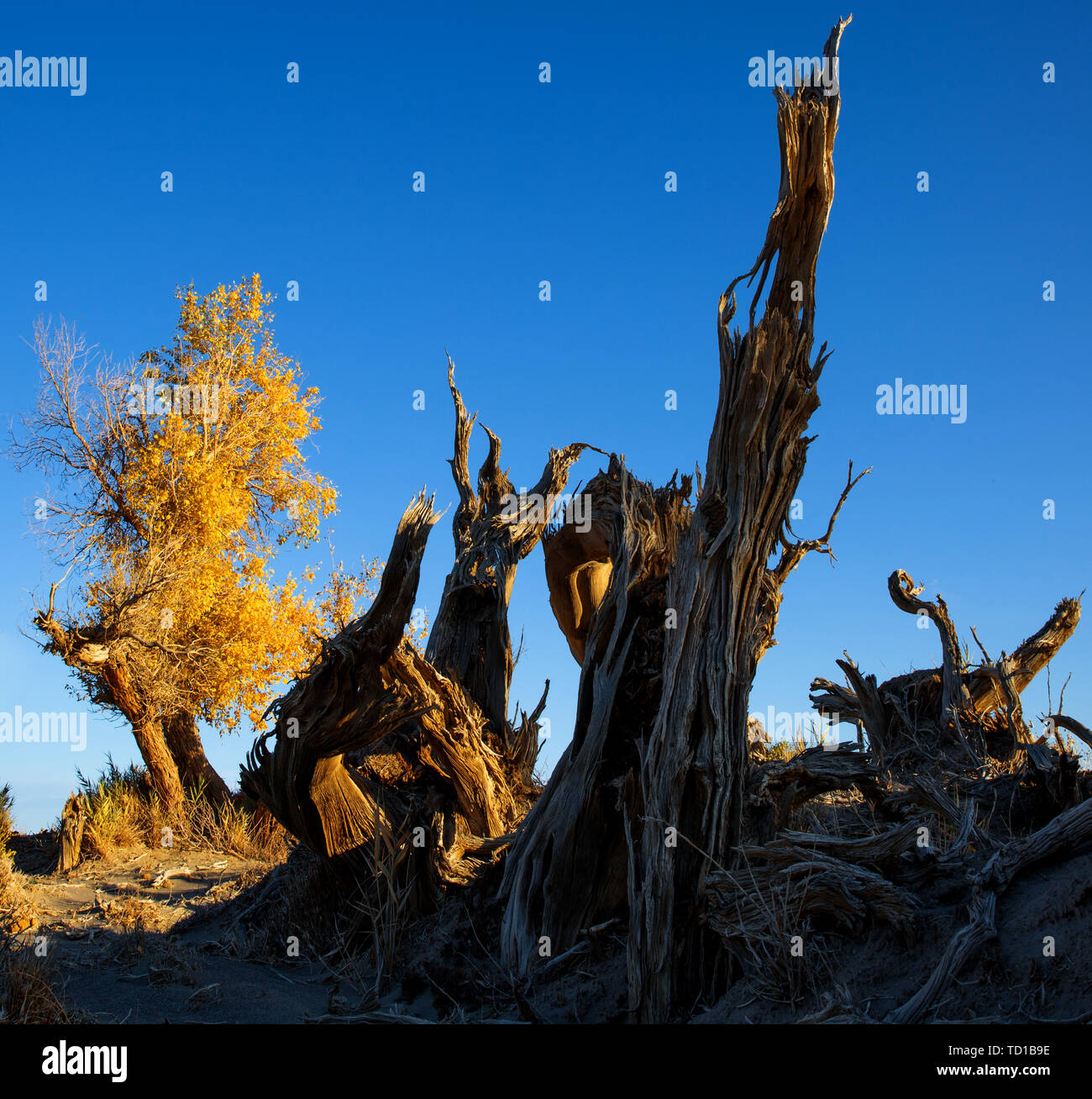 The oldest poplar forest in the world is in Yiwu, Xinjiang, a variety ...