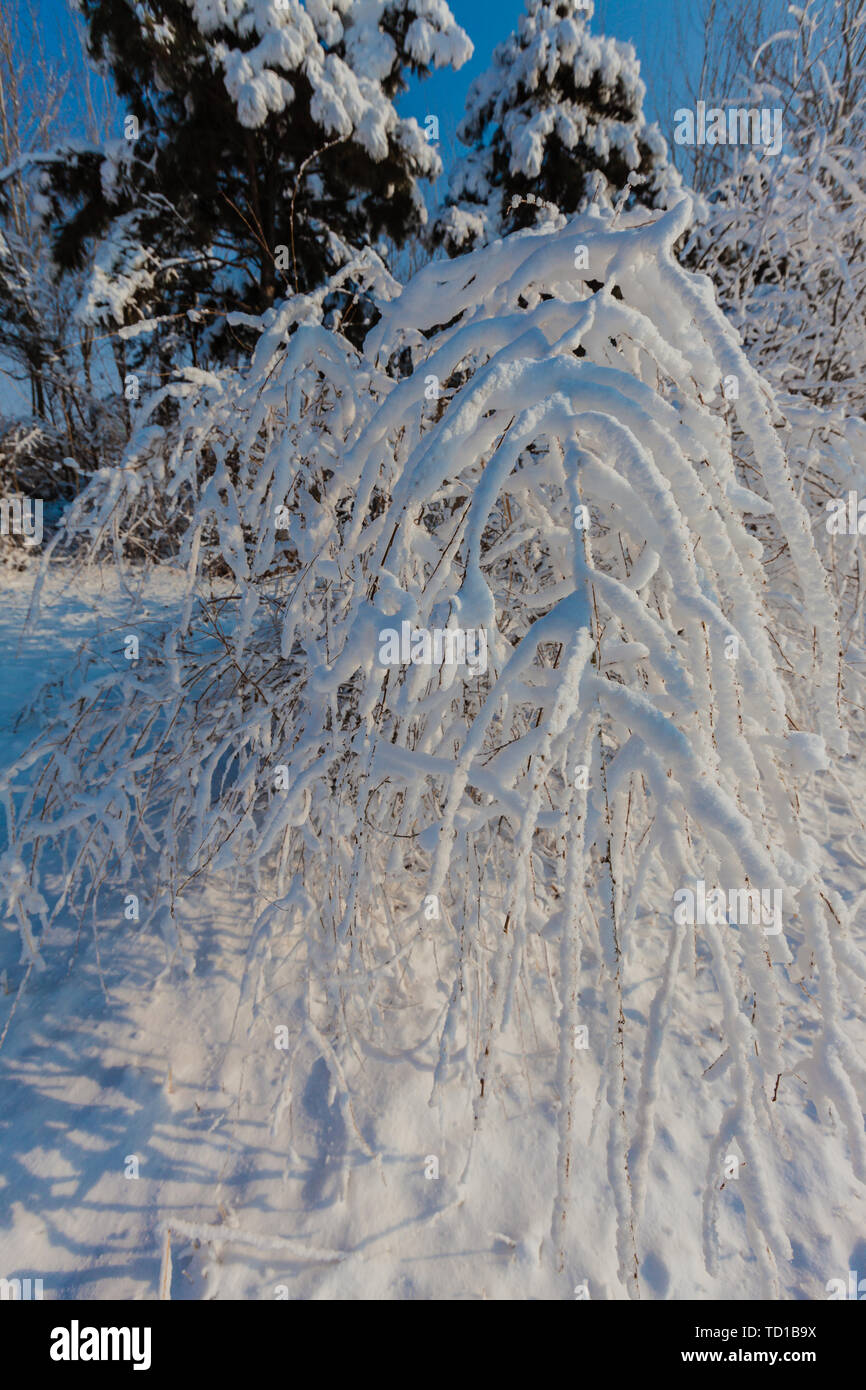 Northern winter frost frozen tree hanging landscape Stock Photo - Alamy