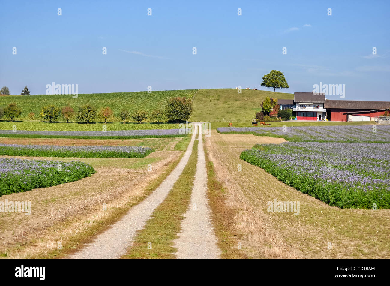 Purple flower fields outside Paris, France Stock Photo - Alamy