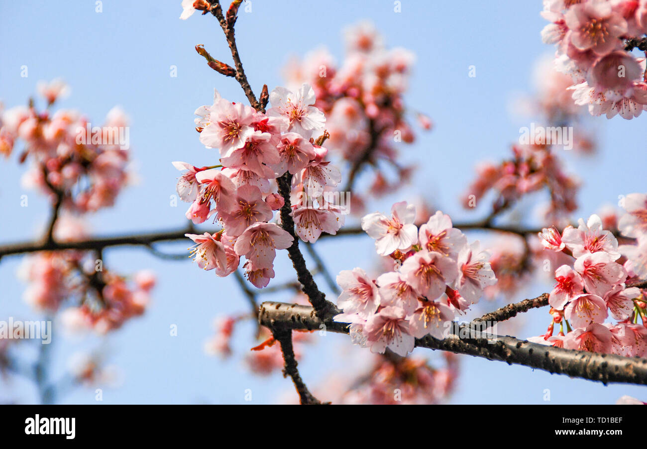 Fujian branch hi-res stock photography and images - Alamy