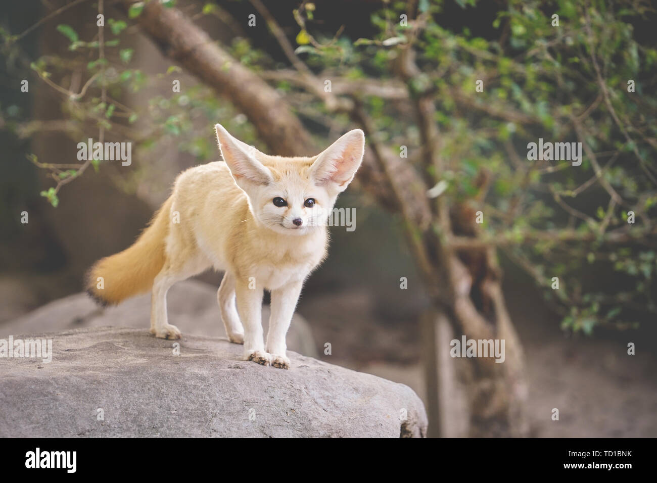 Broad eared hi-res stock photography and images - Alamy