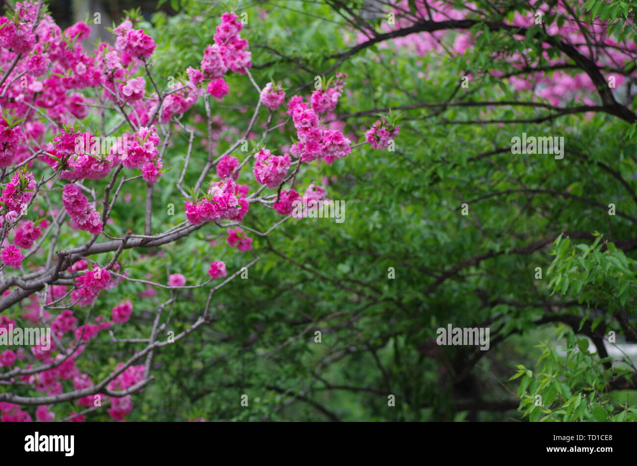 The flowers bloom, the spring is pleasant Stock Photo - Alamy