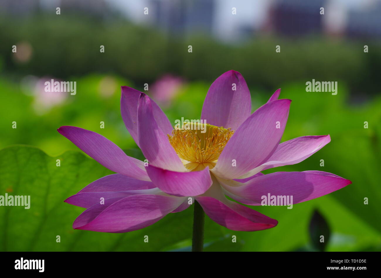 Lotus, Xia Ho, Lotus, Photography Stock Photo - Alamy