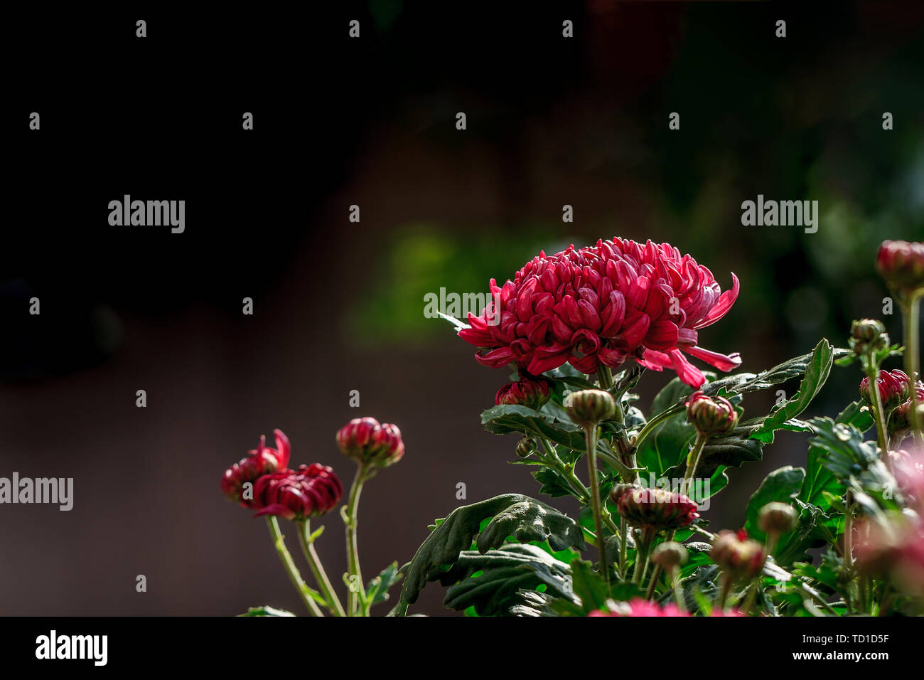 Grain planting close up color hi-res stock photography and images - Alamy