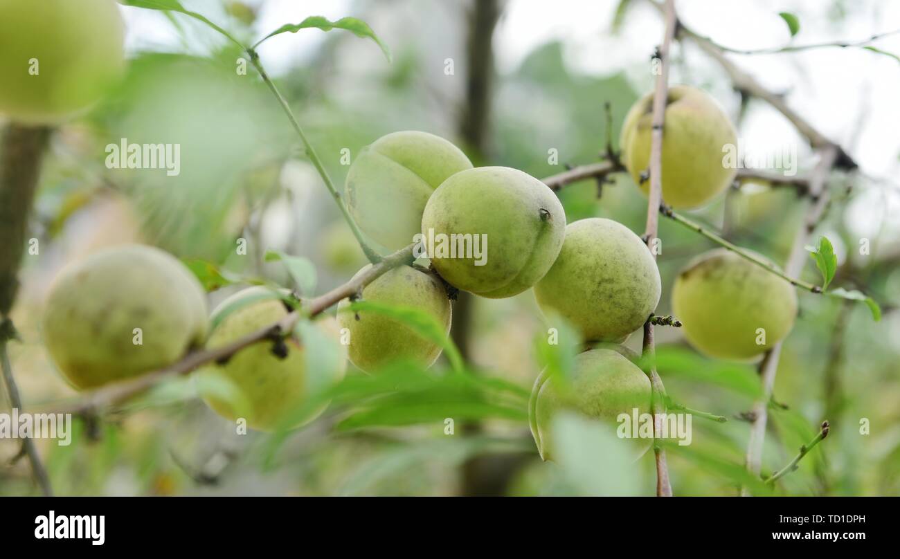 Peach tree planting hi-res stock photography and images - Alamy