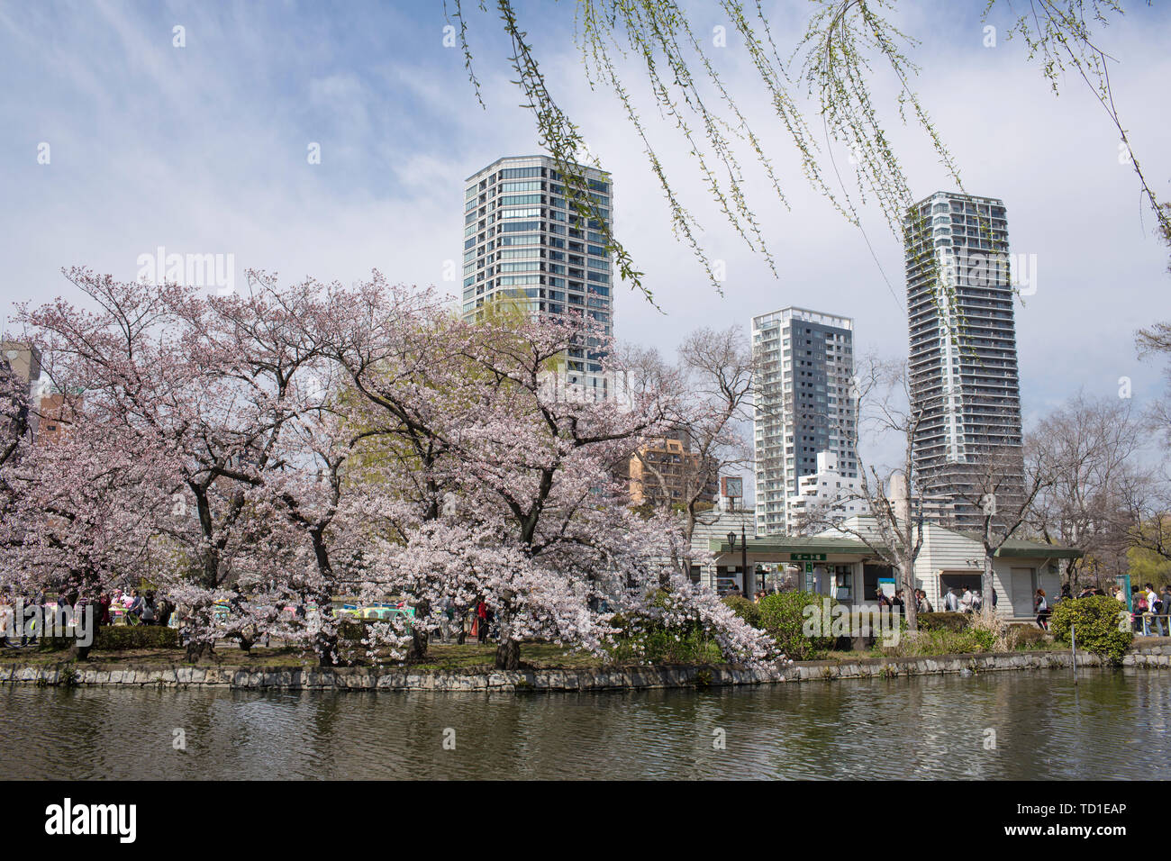 The cherry blossoms in Sheno Park, Tokyo Stock Photo - Alamy