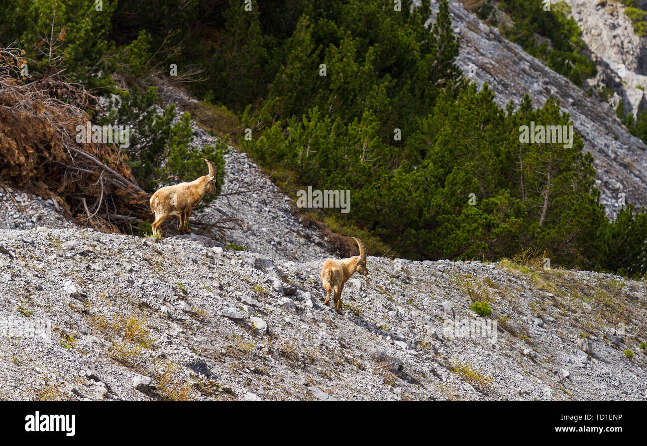 Wild ibex on the rock, Alpine animal in nature Stock Photo - Alamy