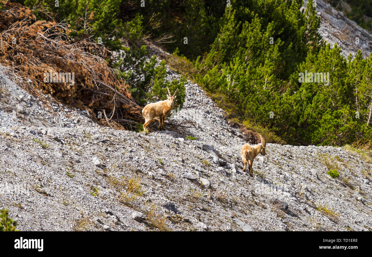 Wild ibex on the rock, Alpine animal in nature Stock Photo - Alamy