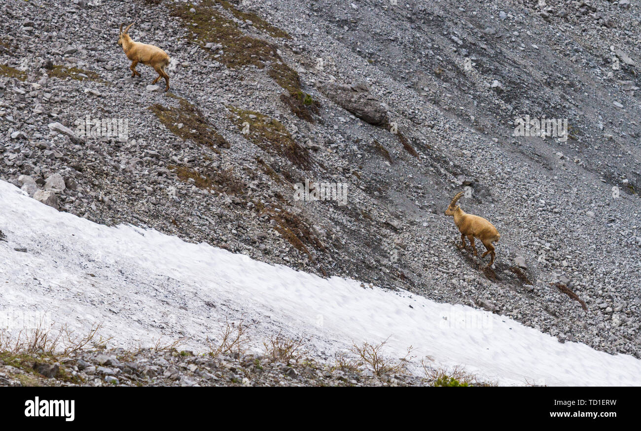 Wild ibex on the rock, Alpine animal in nature Stock Photo - Alamy