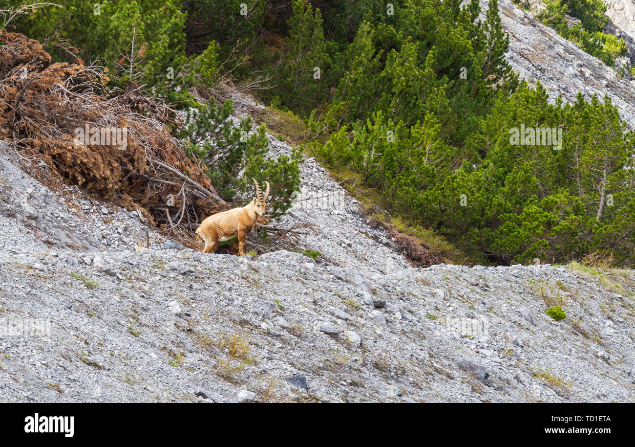 Wild ibex on the rock, Alpine animal in nature Stock Photo - Alamy