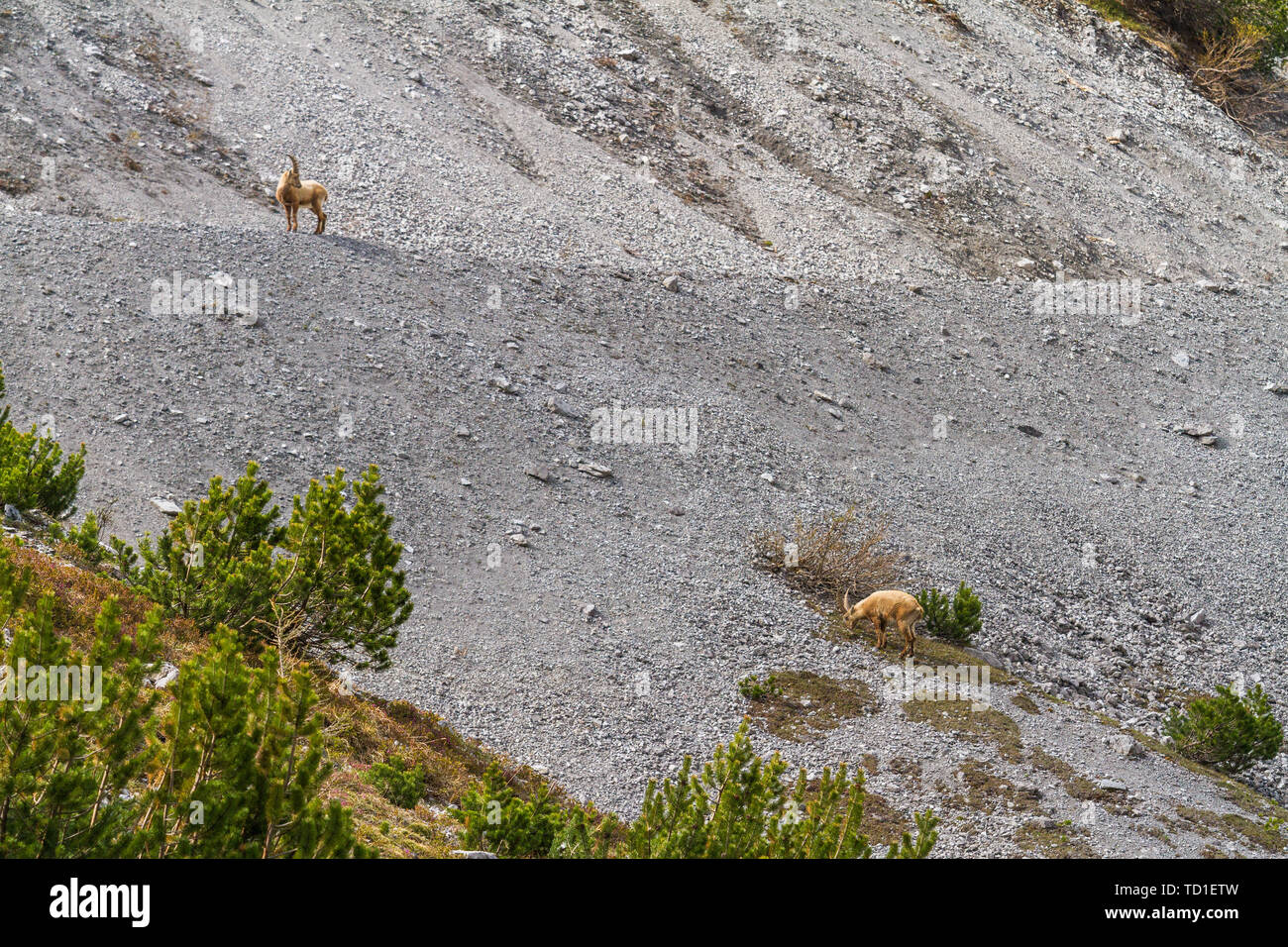 Wild ibex on the rock, Alpine animal in nature Stock Photo - Alamy