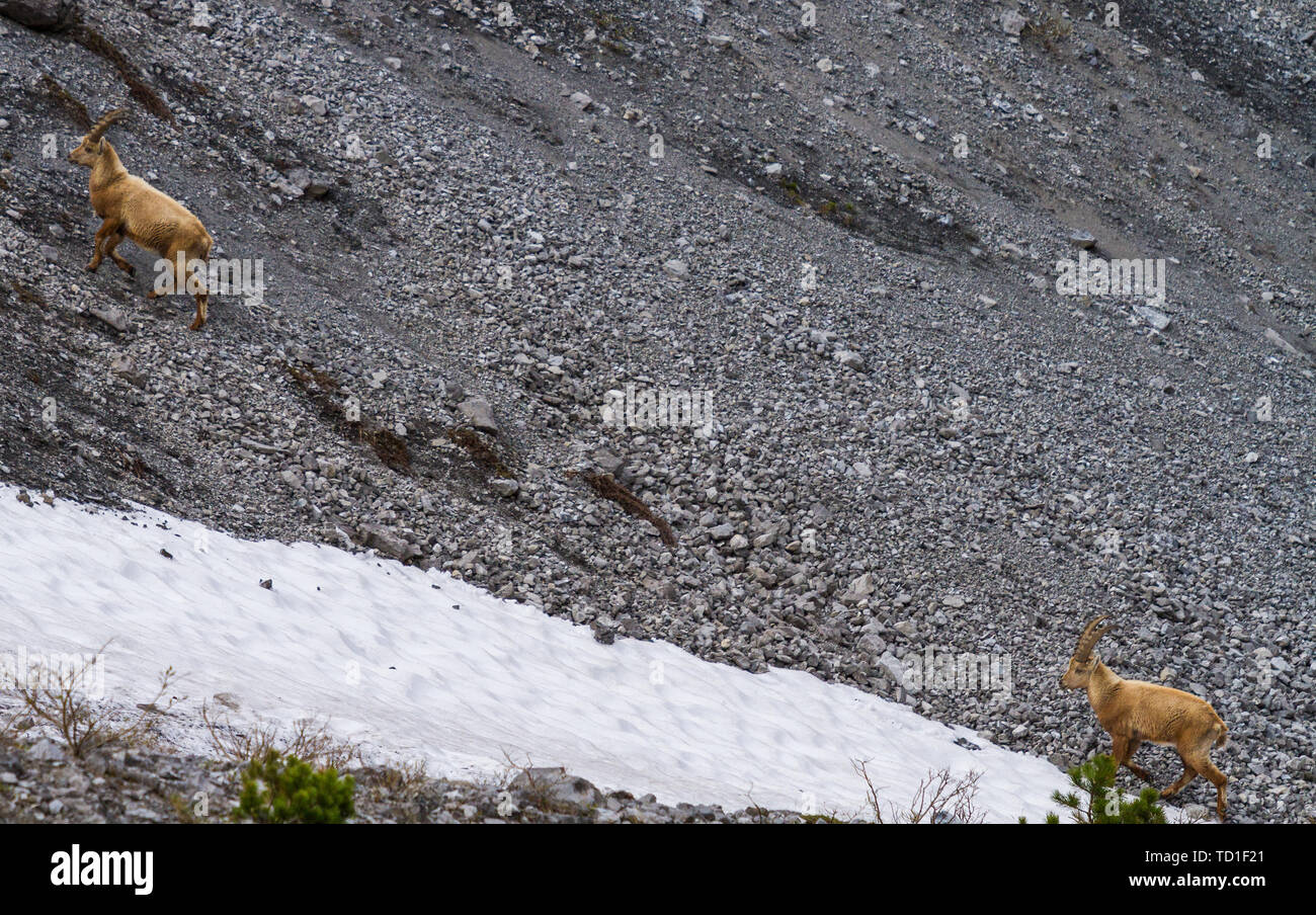 Wild ibex on the rock, Alpine animal in nature Stock Photo - Alamy