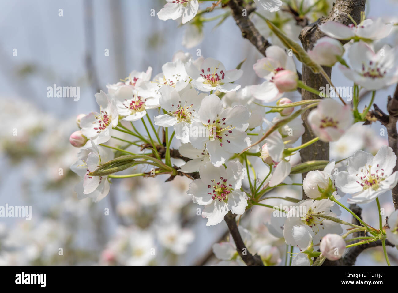 Longquanyi hi-res stock photography and images - Alamy