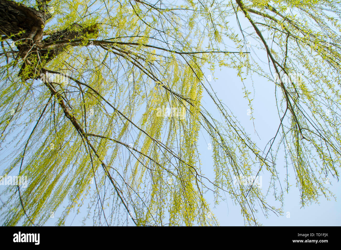 Snapping wood hi-res stock photography and images - Alamy