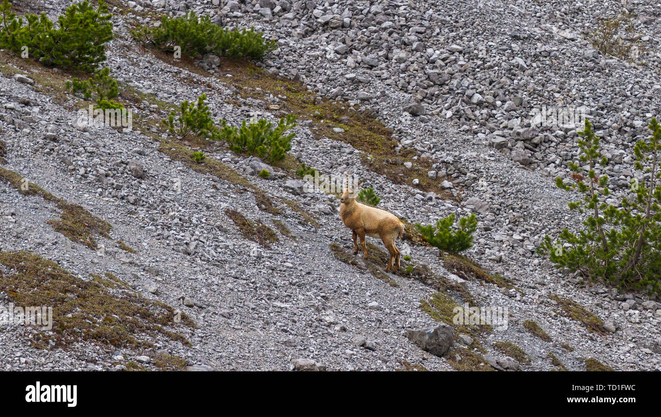 Wild ibex on the rock, Alpine animal in nature Stock Photo - Alamy