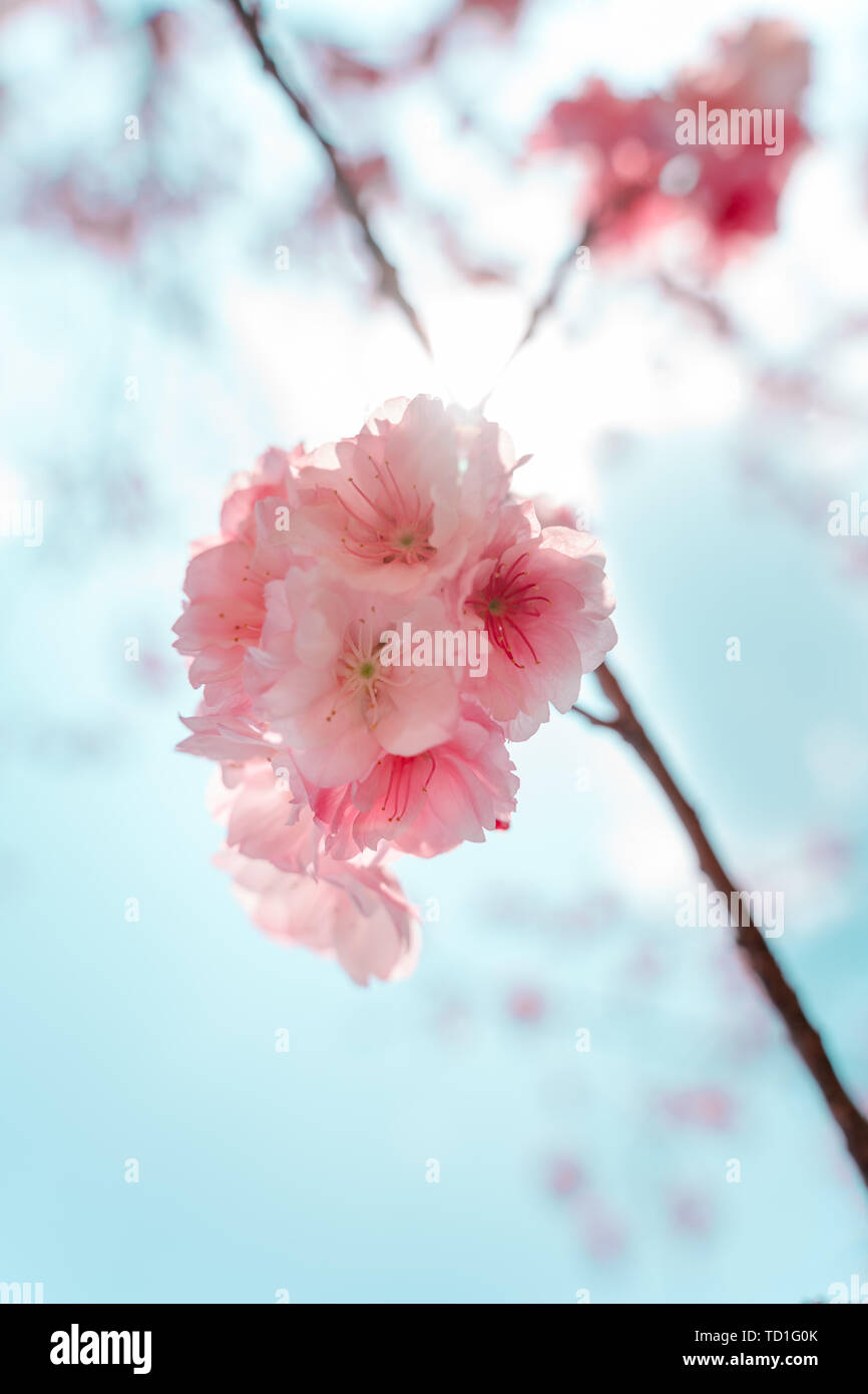 Cherry blossoms in full bloom under the sun and white clouds in March ...