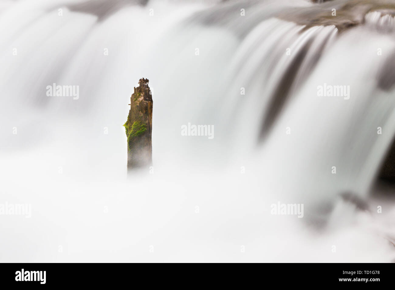 The stump in the waterfall is covered with moss Stock Photo - Alamy