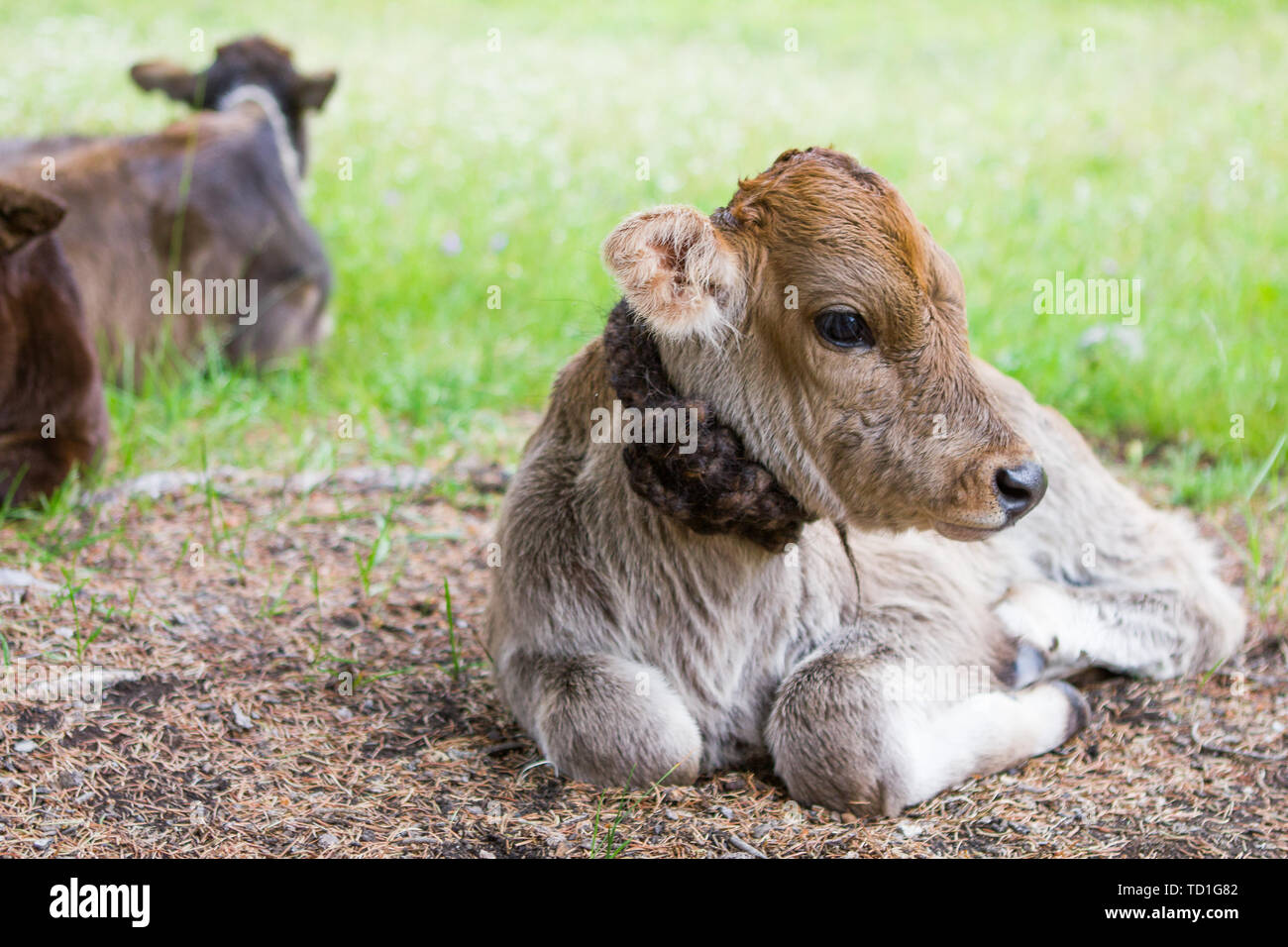 A calf rests under a tree on the prairie of Zhaosu Shite Canyon in ...