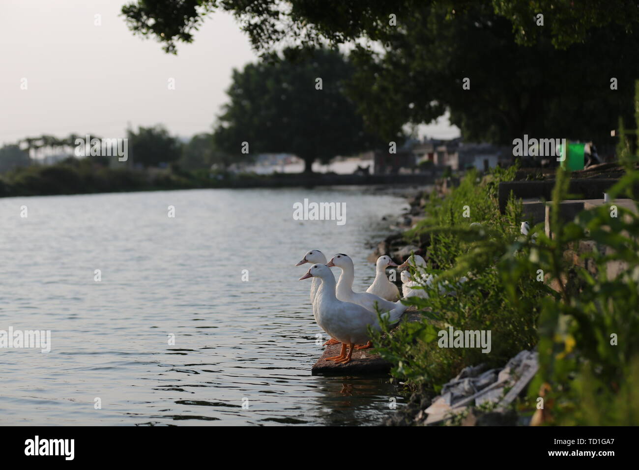Ducks by the stream Stock Photo - Alamy