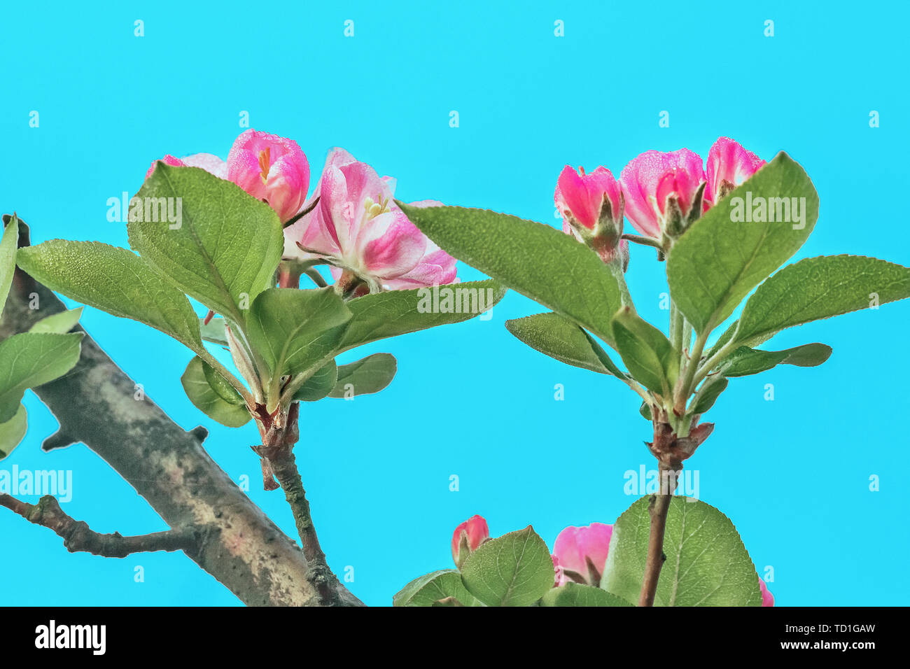 Flowers taken in spring Stock Photo - Alamy