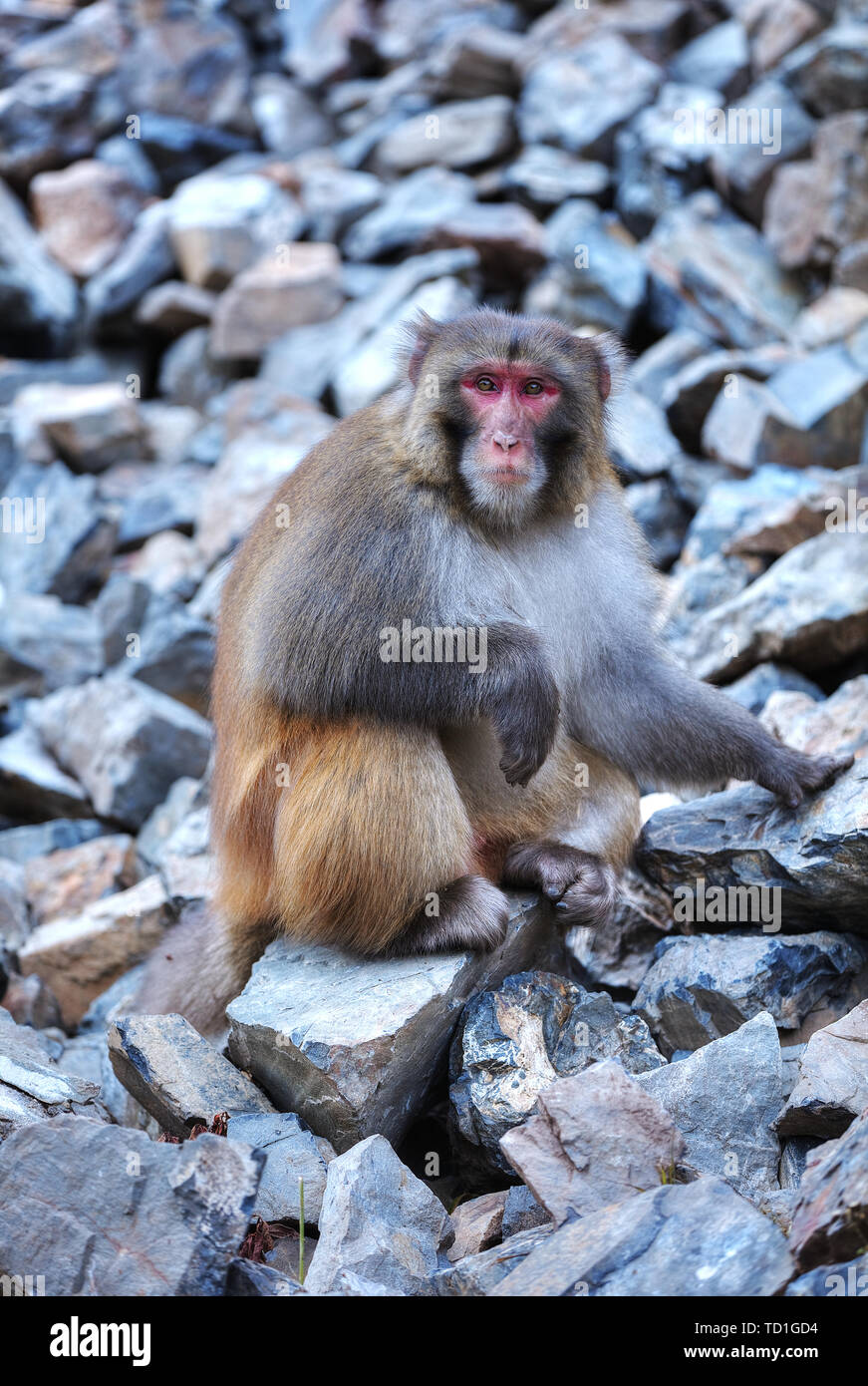 Tibetan macaques hi-res stock photography and images - Alamy
