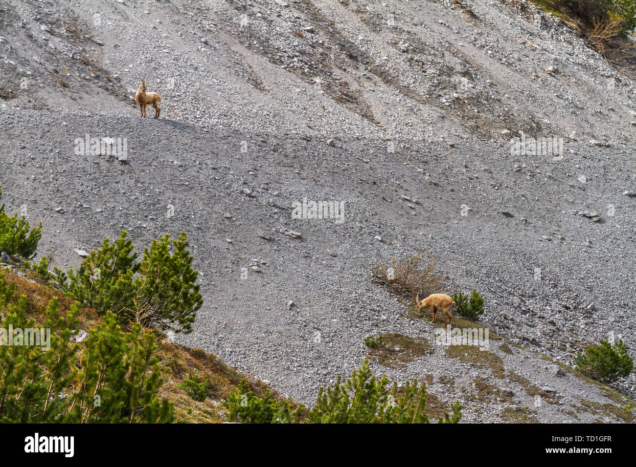 Wild ibex on the rock, Alpine animal in nature Stock Photo - Alamy
