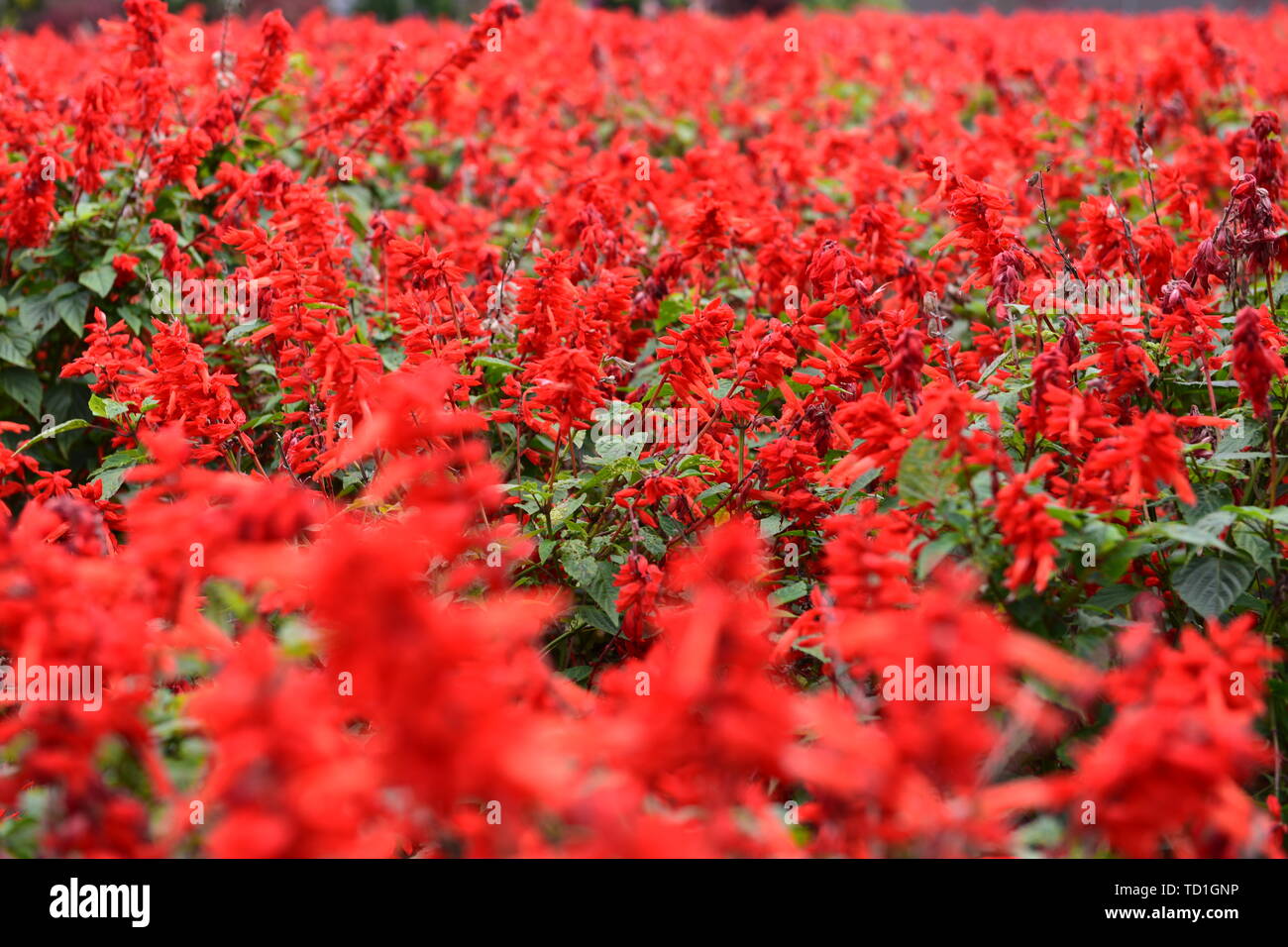String of red flowers Stock Photo - Alamy