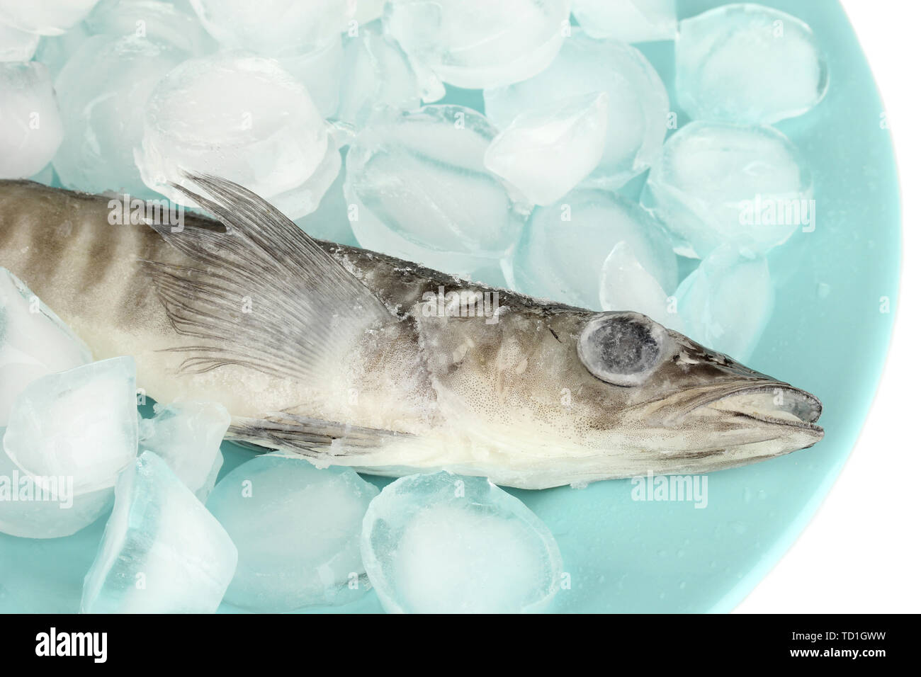 Frozen fish in plate with ice isolated on white Stock Photo - Alamy