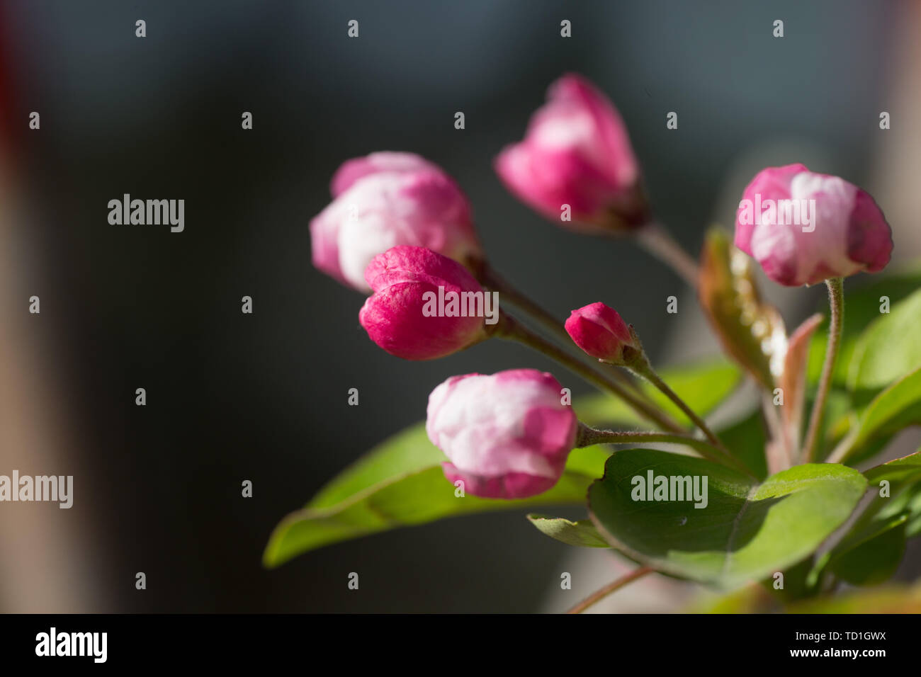 A group of spring flowers Stock Photo - Alamy