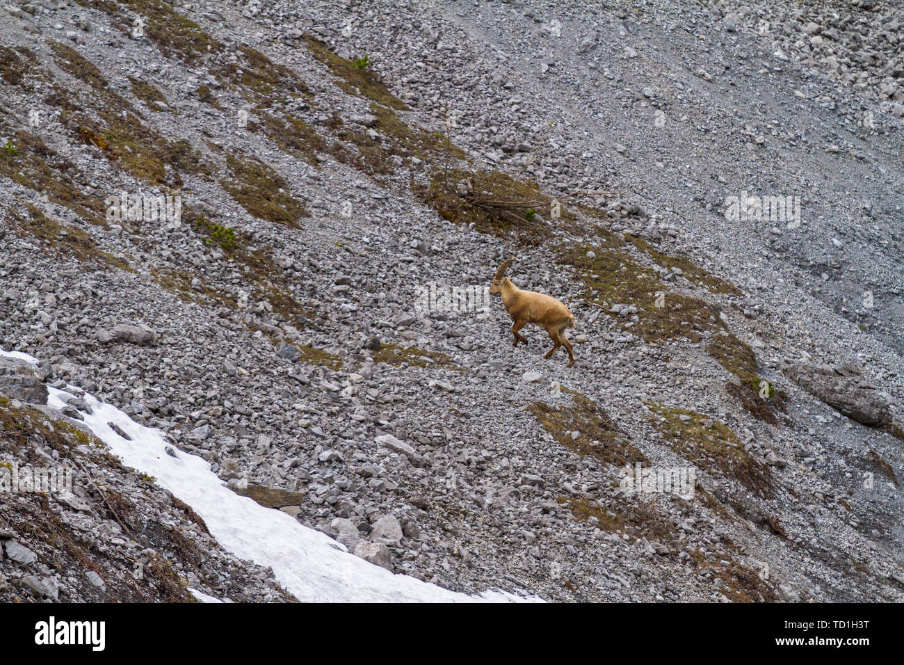 Wild ibex on the rock, Alpine animal in nature Stock Photo - Alamy