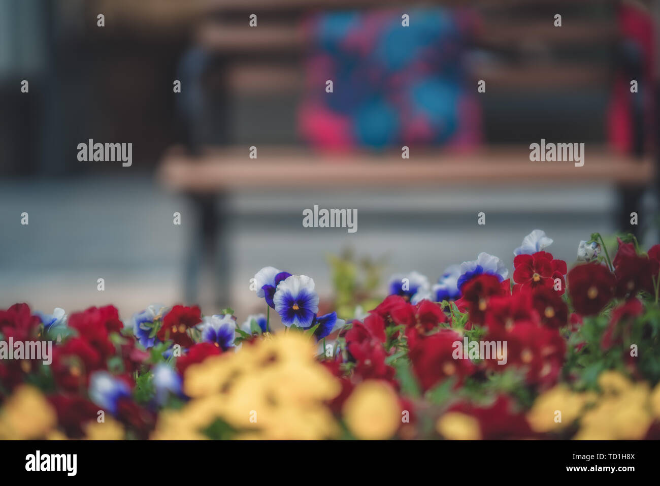 The three-color pansy from Yio at the Shanghai Disney Resort Stock ...