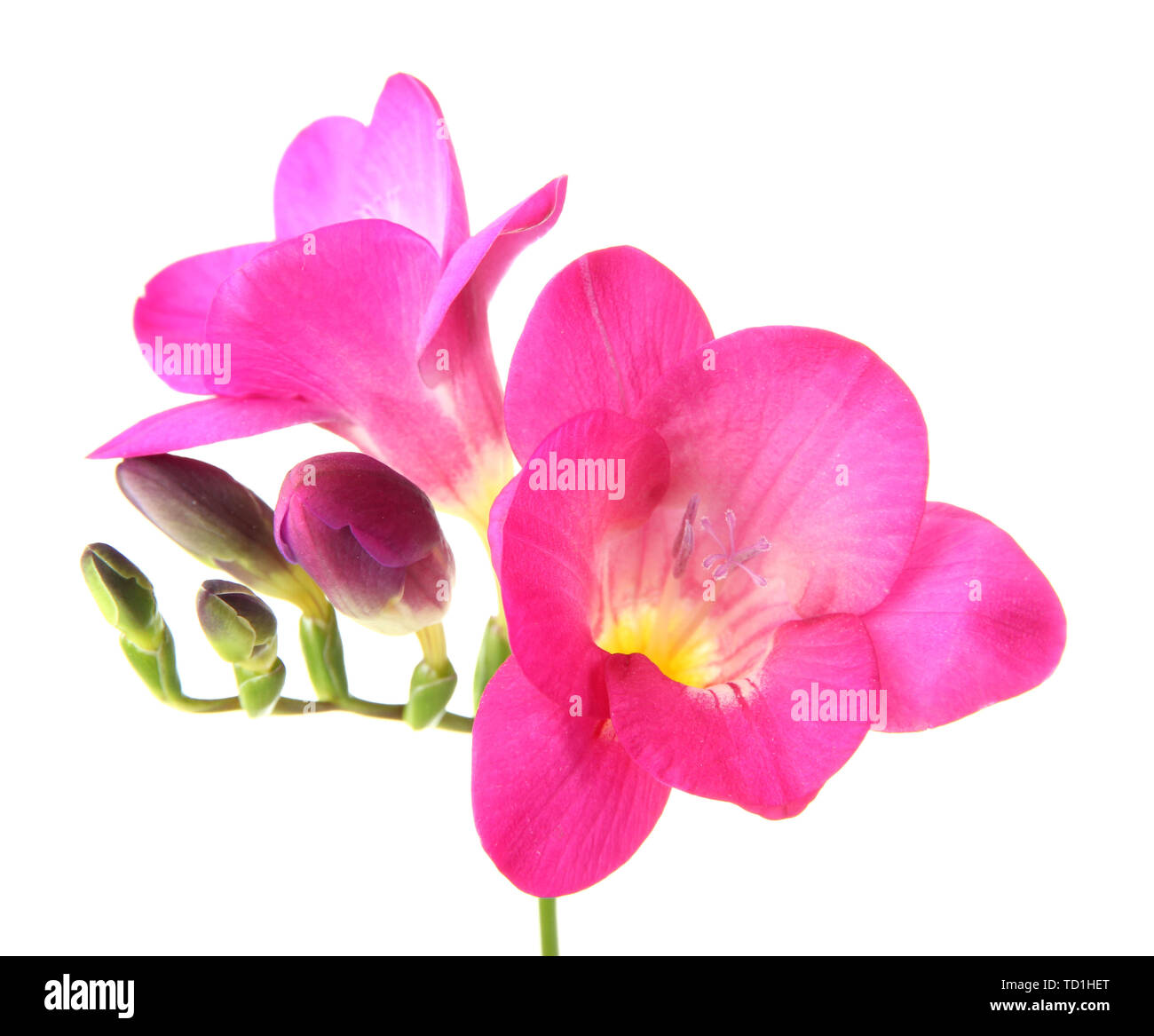 White freesia on pink Cut Out Stock Images & Pictures - Alamy