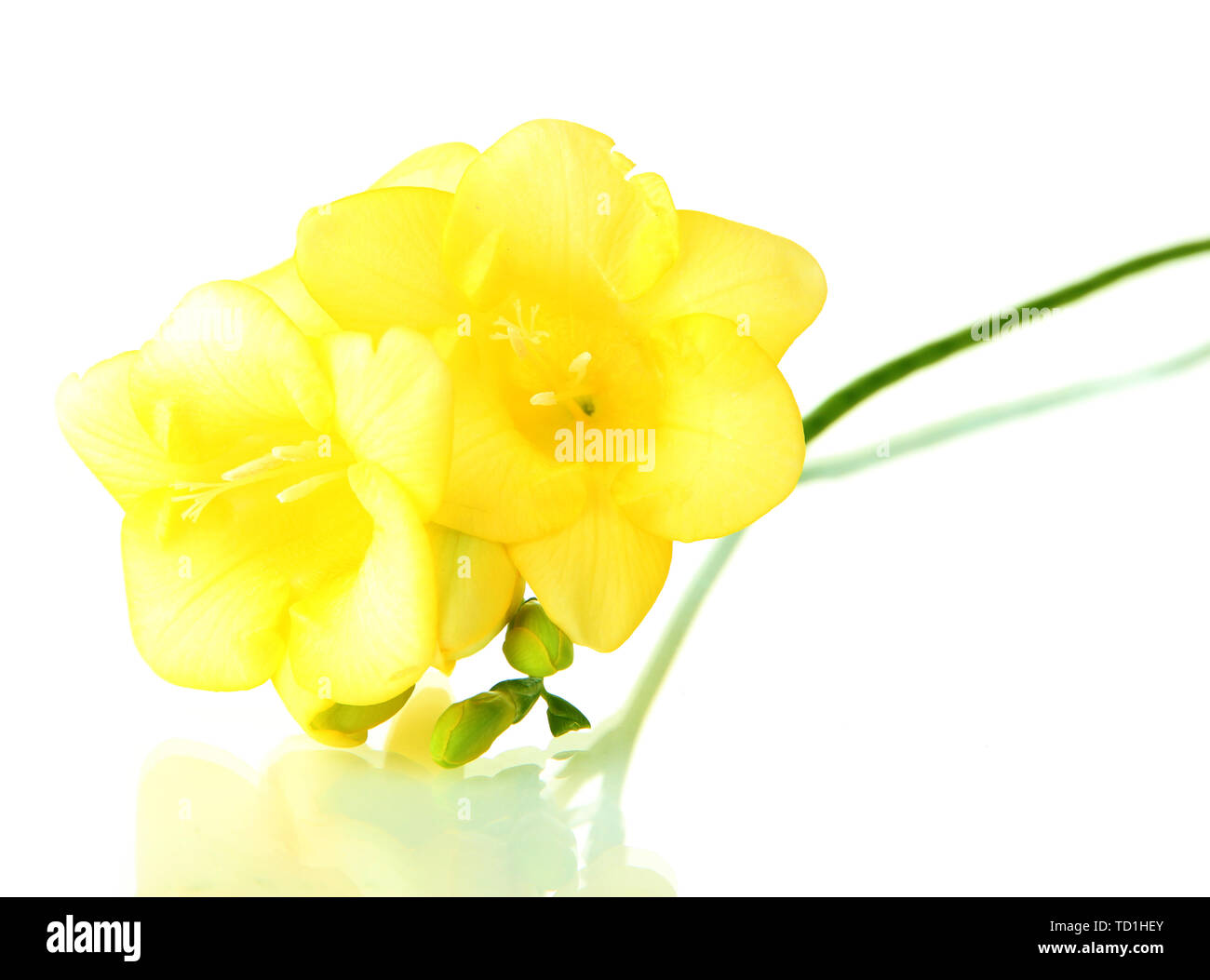 Yellow freesia flower, isolated on white Stock Photo - Alamy