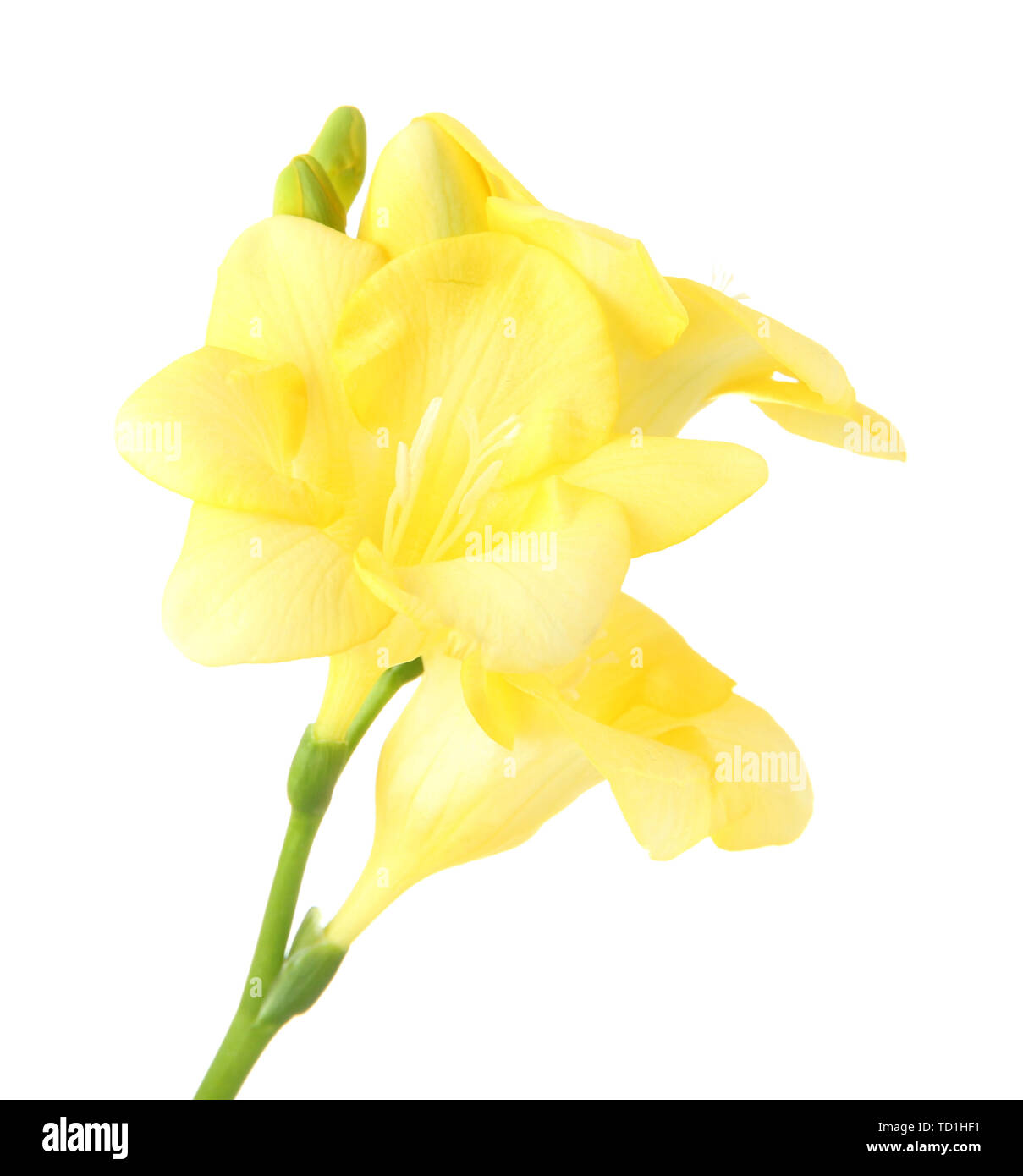 Yellow freesia flower, isolated on white Stock Photo - Alamy